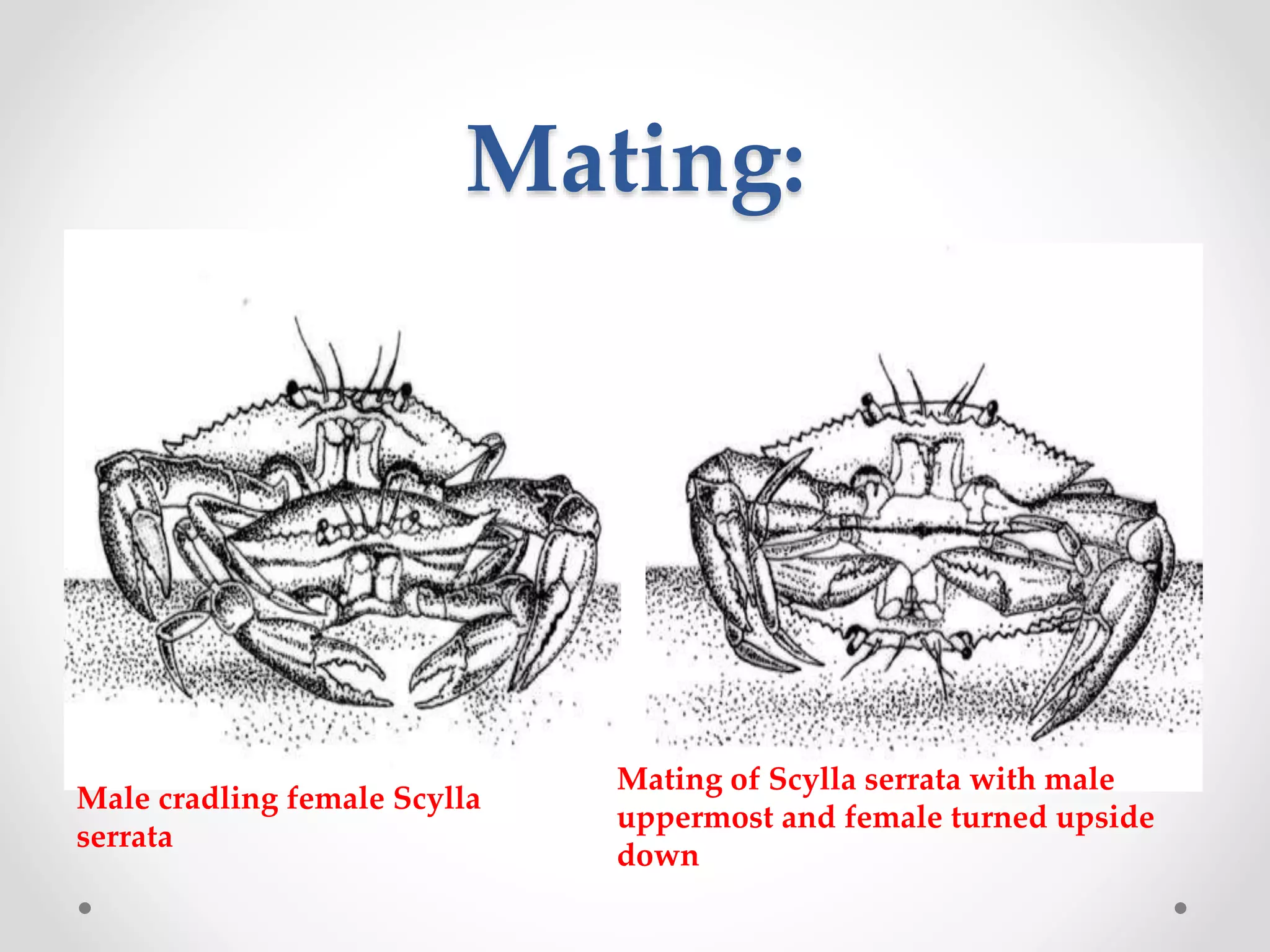 CRAB AND LOBSTER CULTURE | PPTX