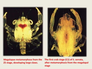 CRAB AND LOBSTER CULTURE | PPTX