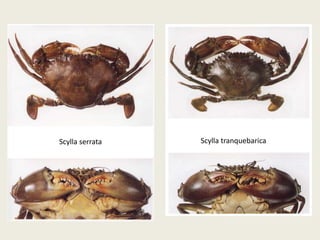 CRAB AND LOBSTER CULTURE | PPTX