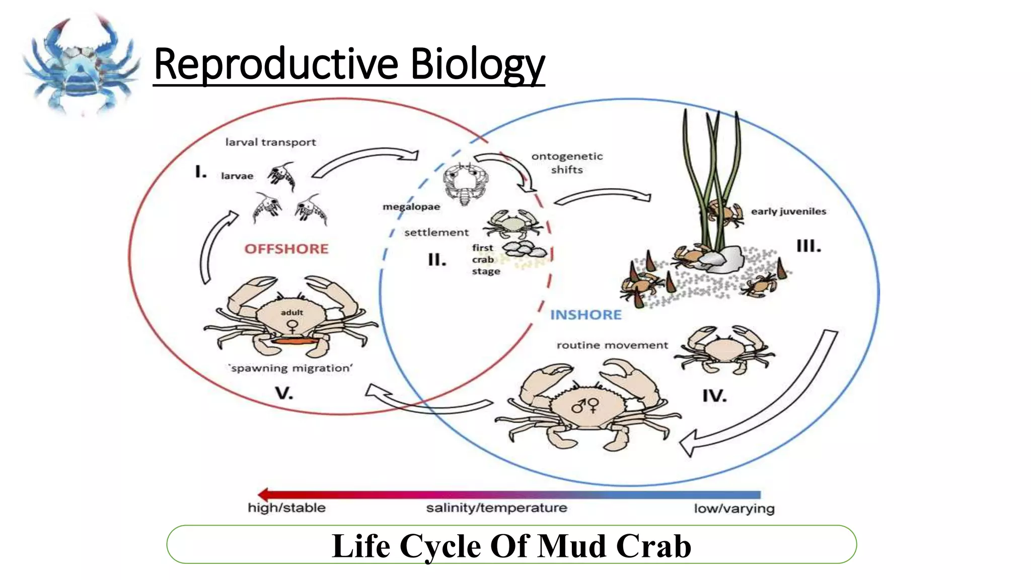 Crab Biology.pptx