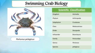 Crab Biology.pptx