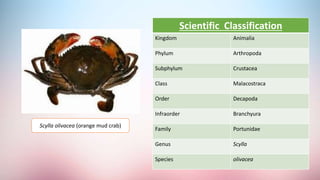 Crab Biology.pptx