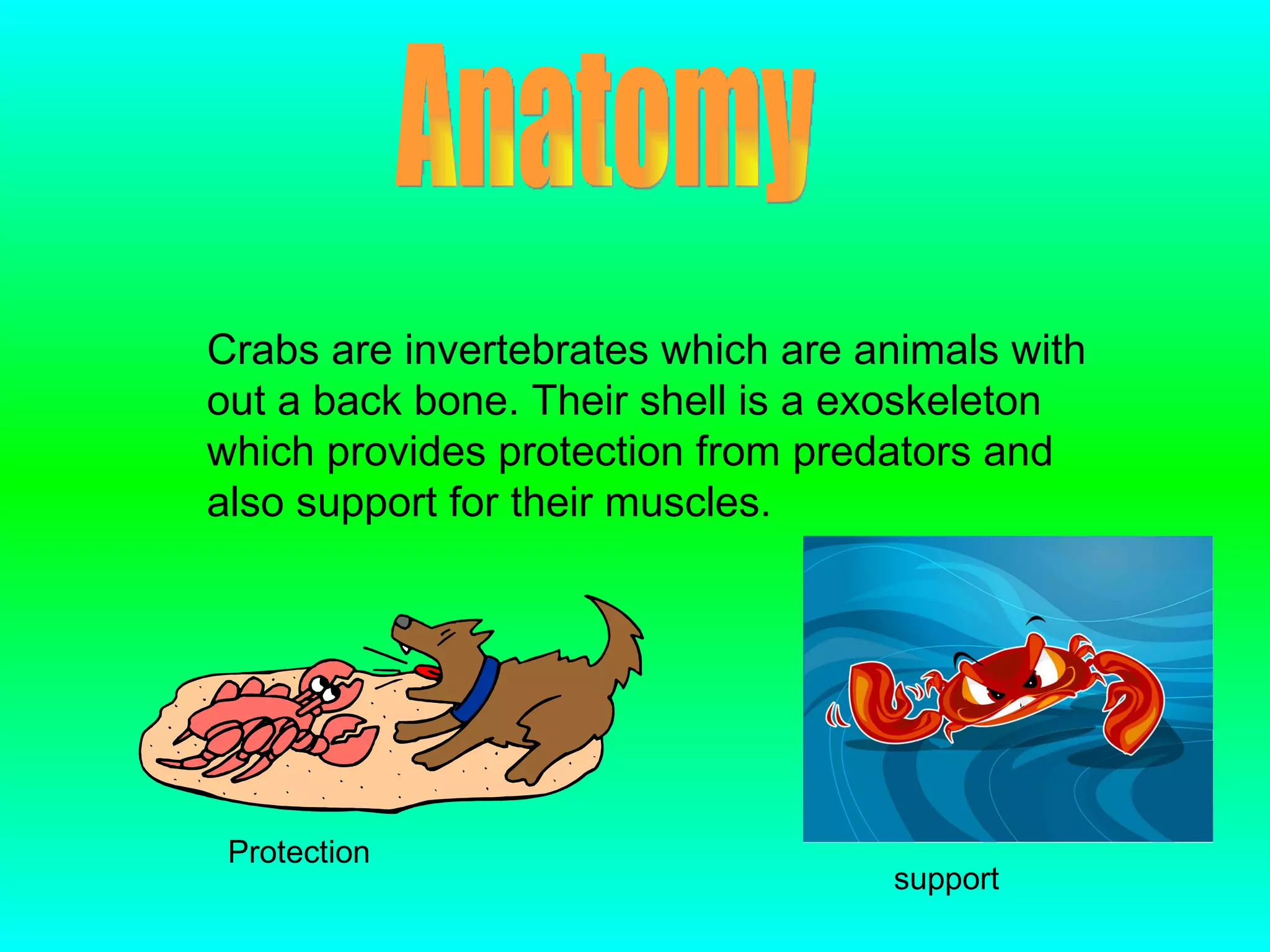 Crab Power Point | PPT
