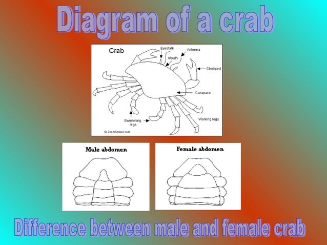 Crab Power Point | PPT | Zoos & Aquariums | Attractions