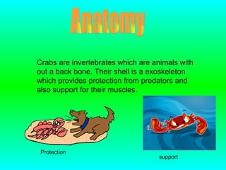 Crab Power Point | PPT