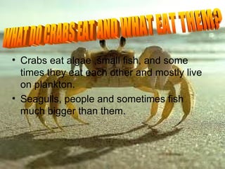 Crabs | PPT