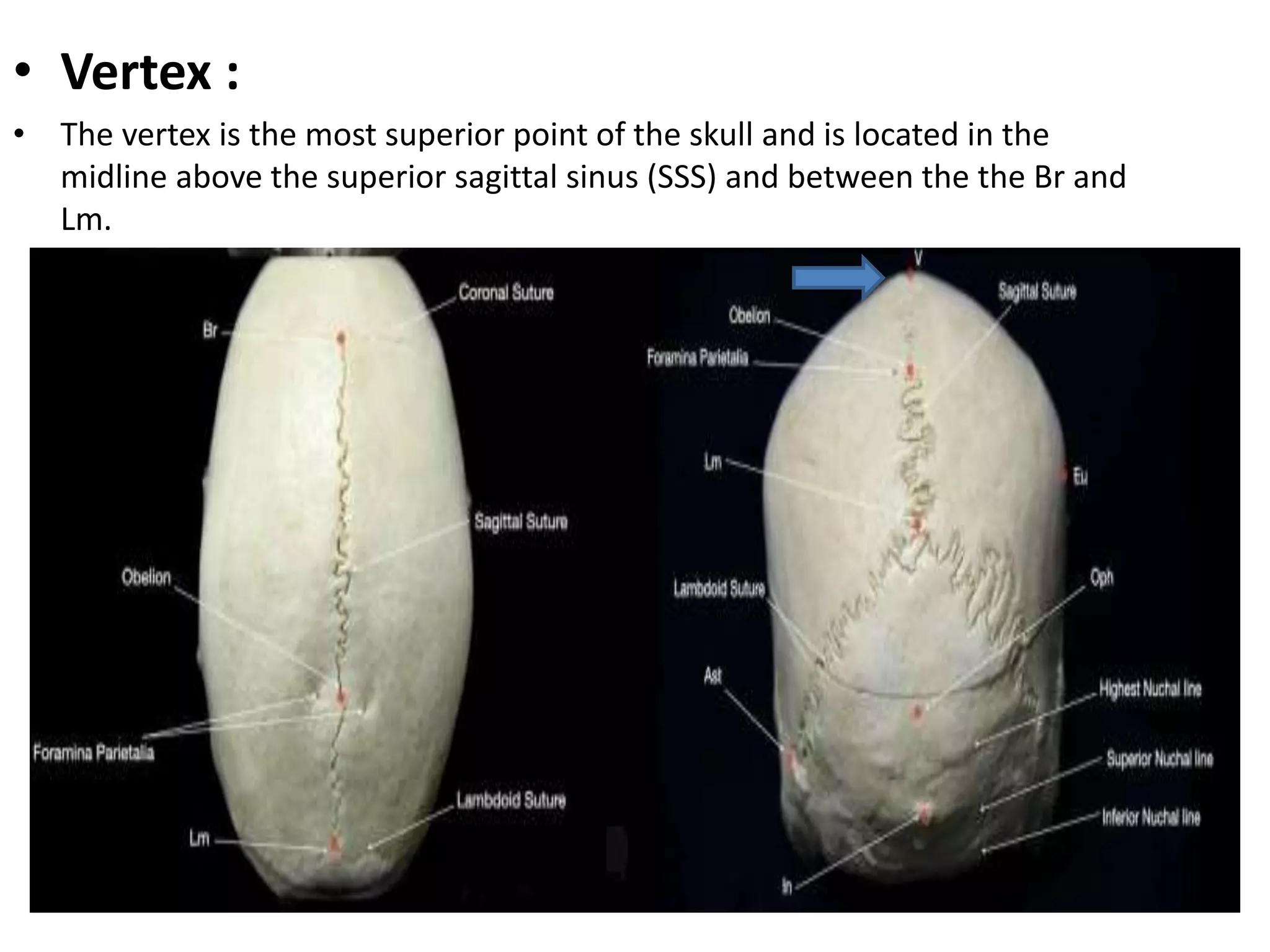 crainometric 2022.pptx