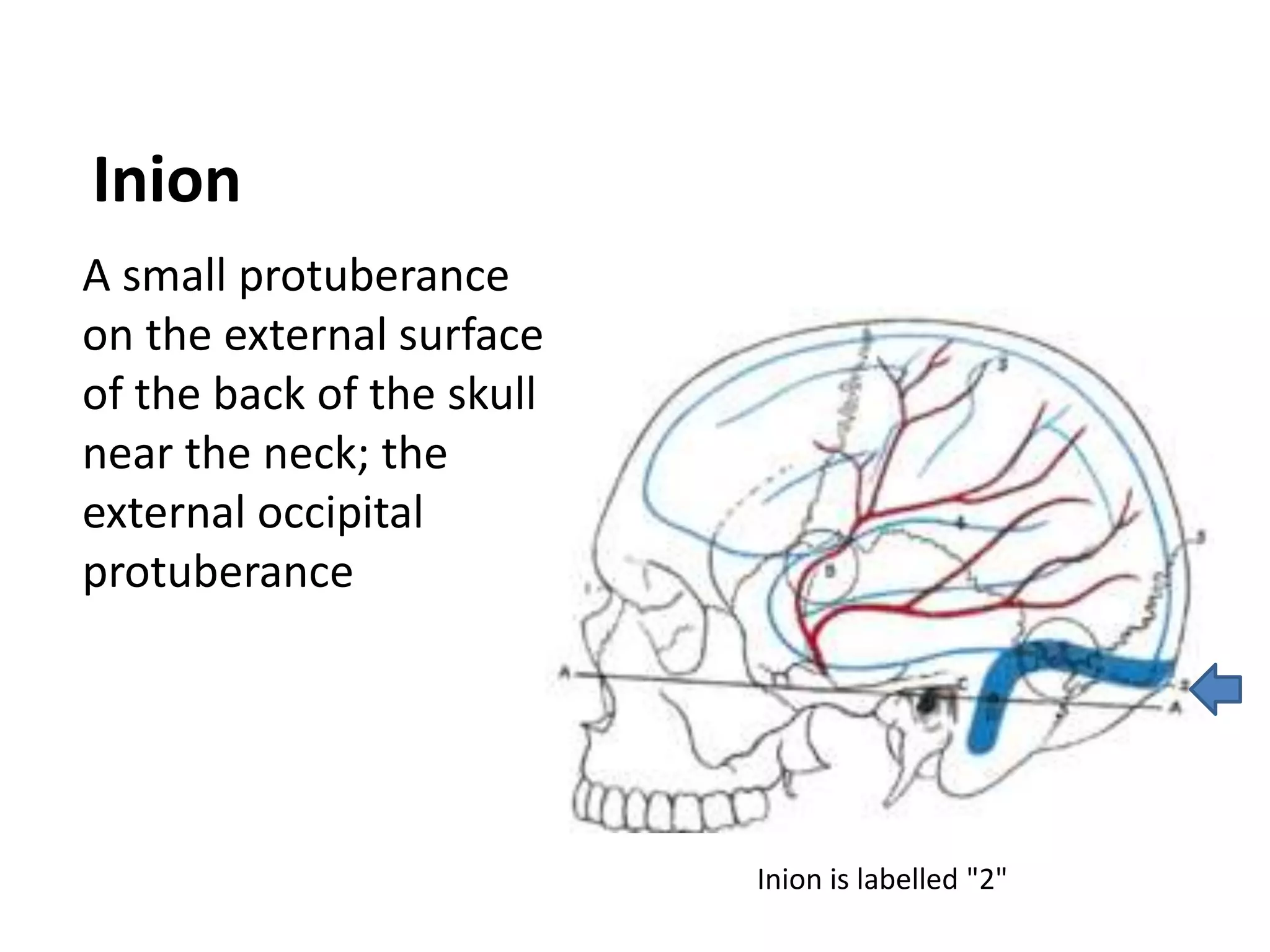 crainometric 2022.pptx
