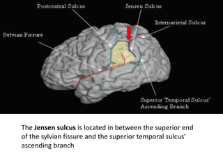 crainometric 2022.pptx