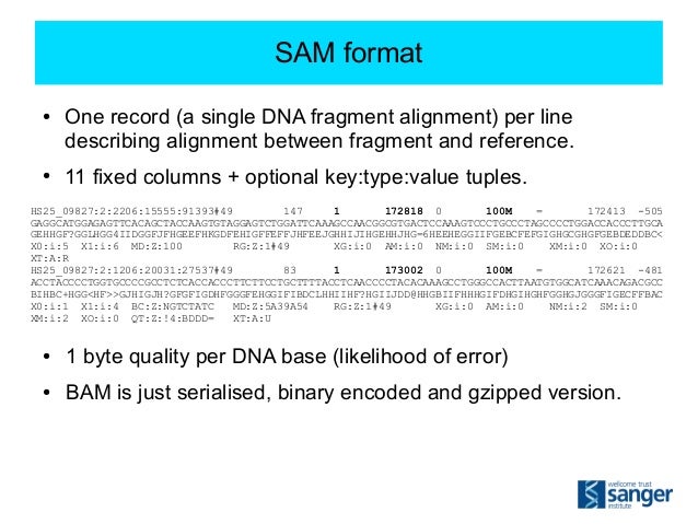 Bam file format columns - polretheater