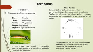 La producción masiva de Chrysoperla carnea (crisopa verde) es una ...