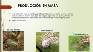 La producción masiva de Chrysoperla carnea (crisopa verde) es una ...