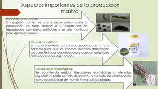 La producción masiva de Chrysoperla carnea (crisopa verde) es una ...