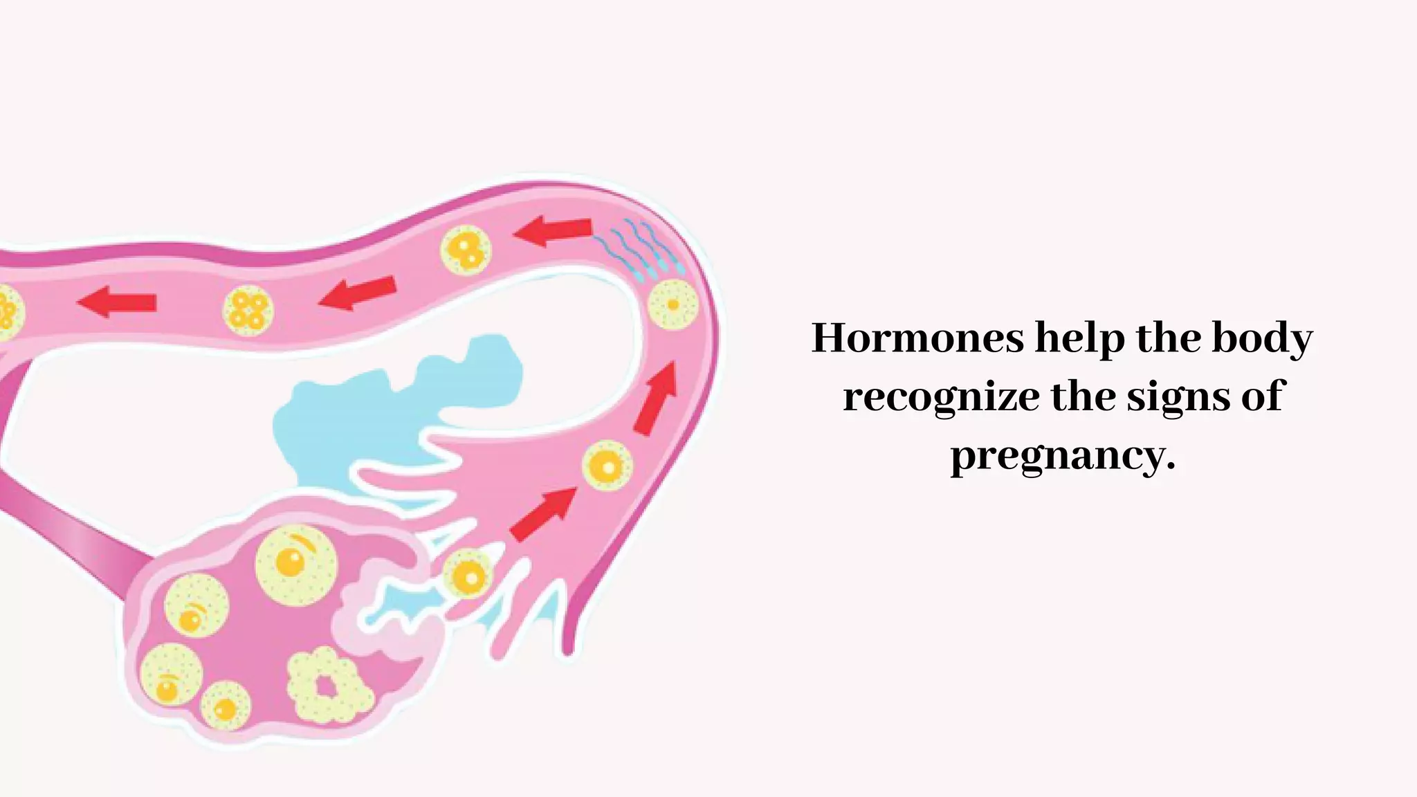 Early Pregnancy Symptoms | PDF