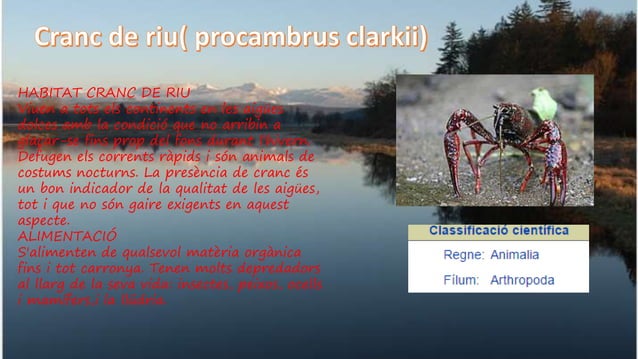 Cranc de riu | PPTX