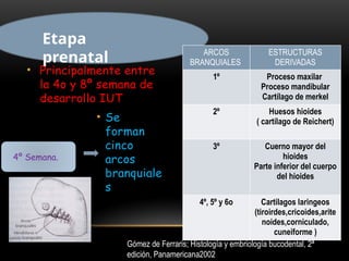 crecimiento y desarollo craneal, estructuras | PPTX