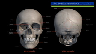 Características generales del cráneo | PDF | Bone and Joint Conditions ...