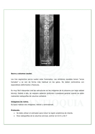 Craneo y columna vertebral | PDF