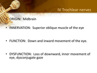 The twelve pairs of cranial nervess.pptx