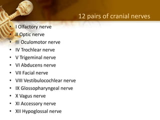 The twelve pairs of cranial nervess.pptx