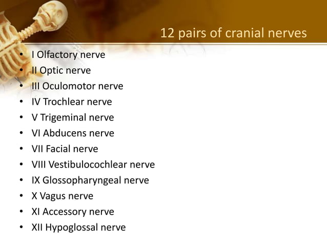 The twelve pairs of cranial nervess.pptx