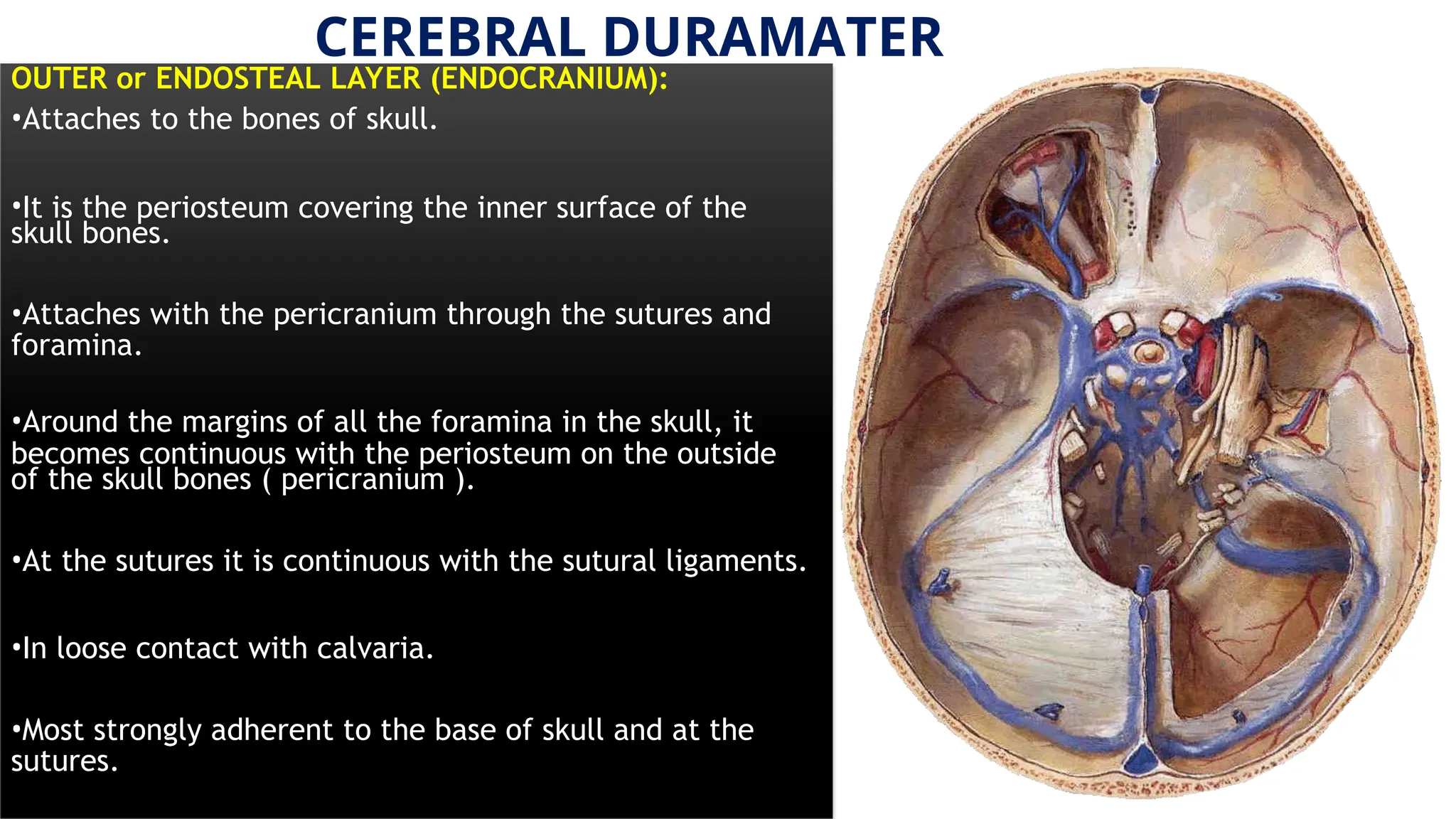 Anatomy of the CRANIAL-CAVITY-I in human.ppt