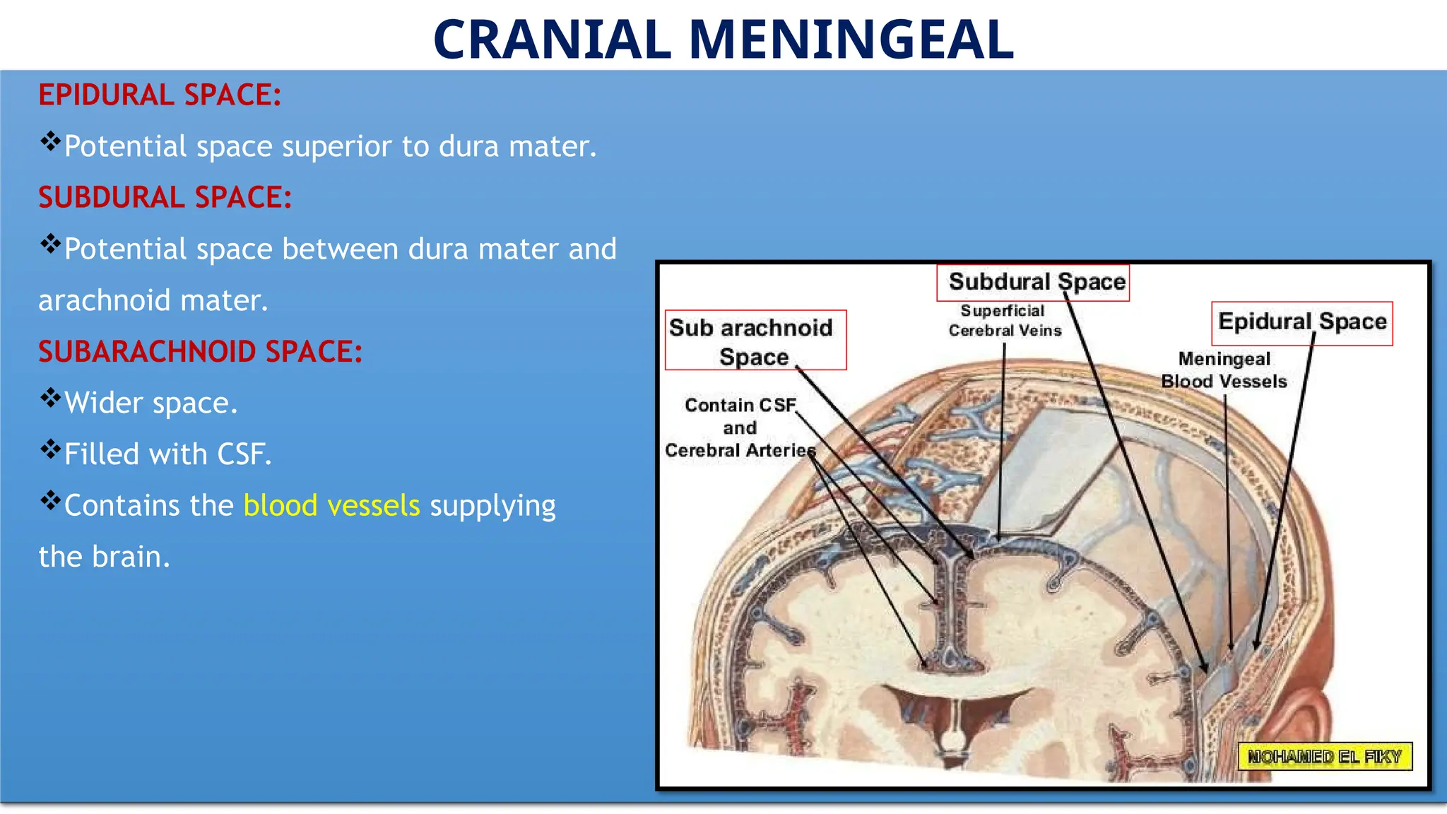 Anatomy of the CRANIAL-CAVITY-I in human.ppt