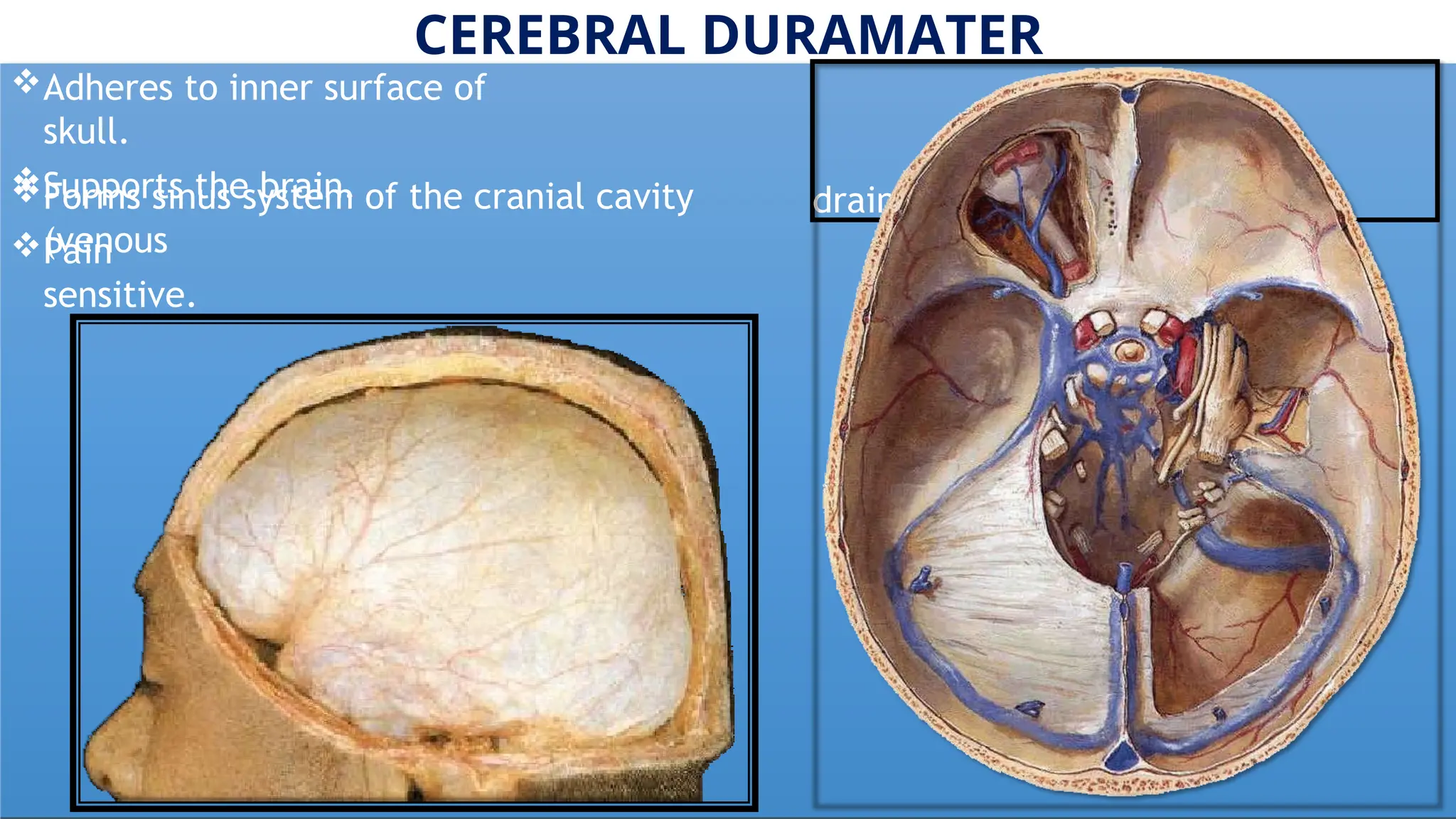 Anatomy of the CRANIAL-CAVITY-I in human.ppt