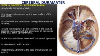 Anatomy of the CRANIAL-CAVITY-I in human.ppt