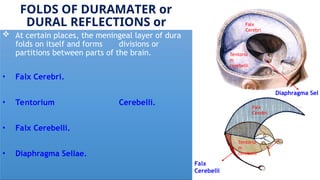 Anatomy of the CRANIAL-CAVITY-I in human.ppt
