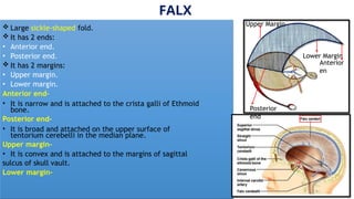 Anatomy of the CRANIAL-CAVITY-I in human.ppt