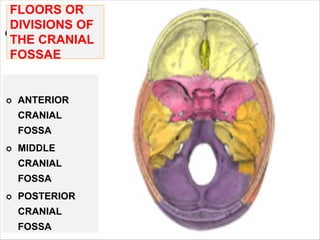 craniallllllllllllCRANIAL-FOSSAE-Copy.pdf
