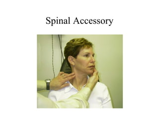 Cranial Nerves | PPT