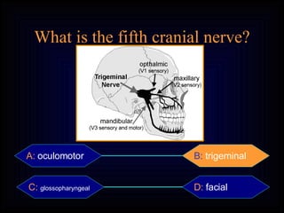 Cranial Nerves | PPT