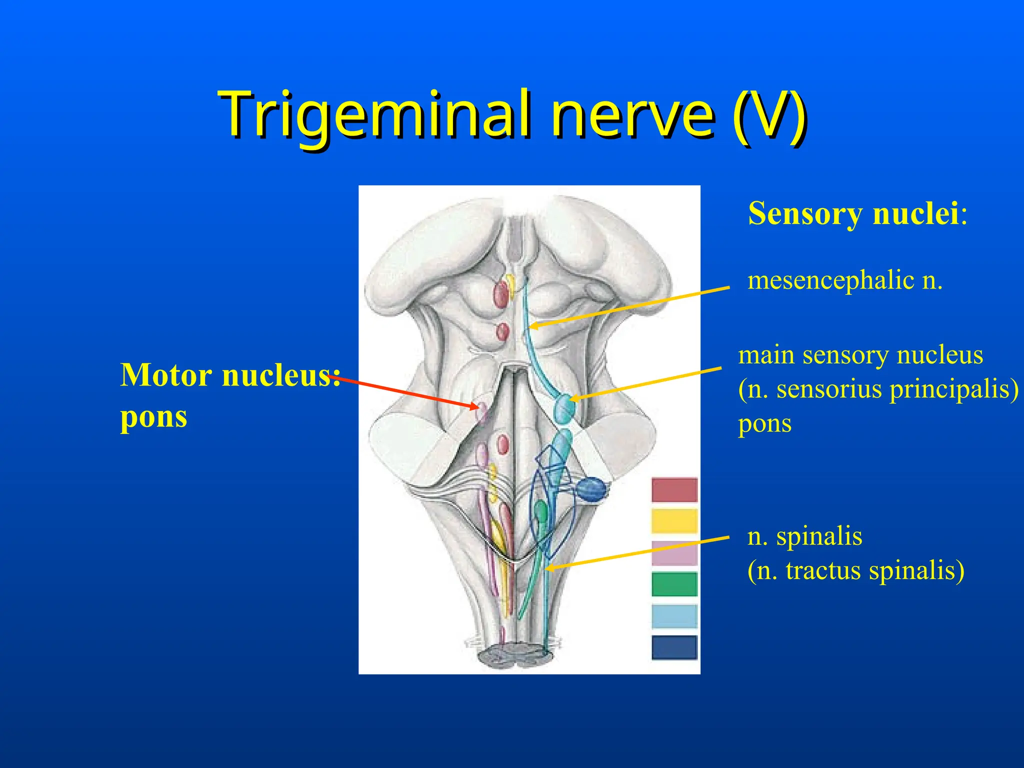 Cranial-nerves2011gyógytornász.p_usefuldocument pt | PPT