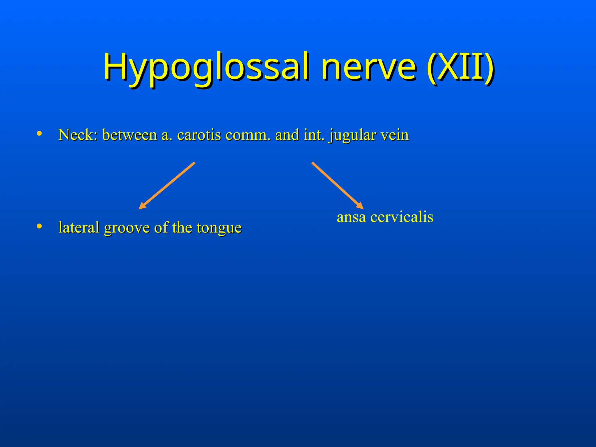 Cranial-nerves2011gyógytornász.p_usefuldocument pt | PPT