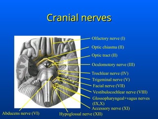 Cranial-nerves2011gyógytornász.p_usefuldocument pt | PPT