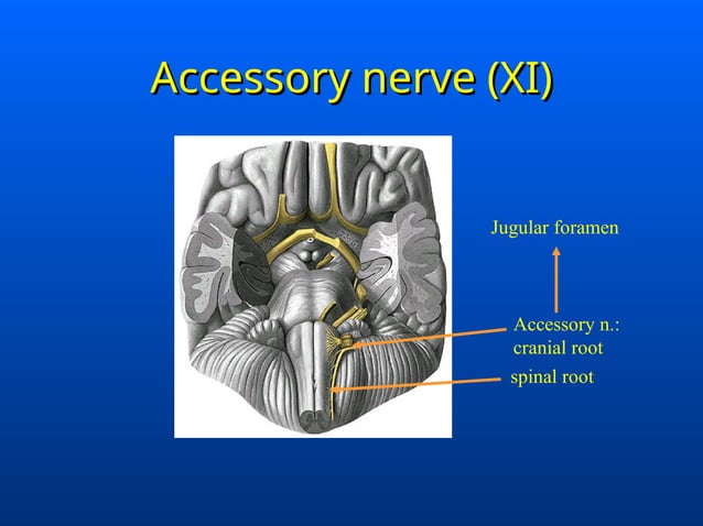 Cranial-nerves2011gyógytornász.p_usefuldocument pt | PPT