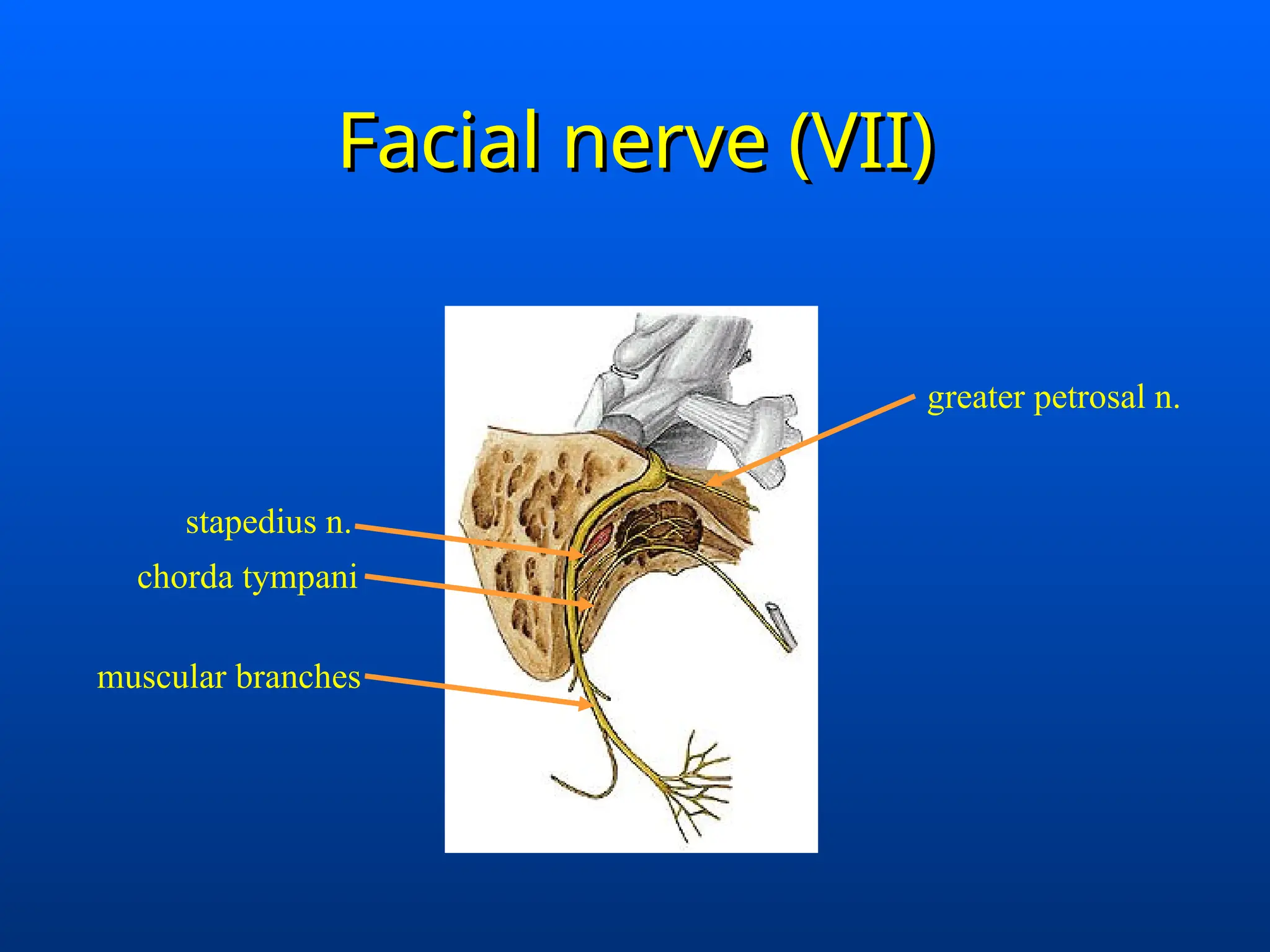 Cranial-nerves2011gyógytornász.p_usefuldocumtn pt | PPT