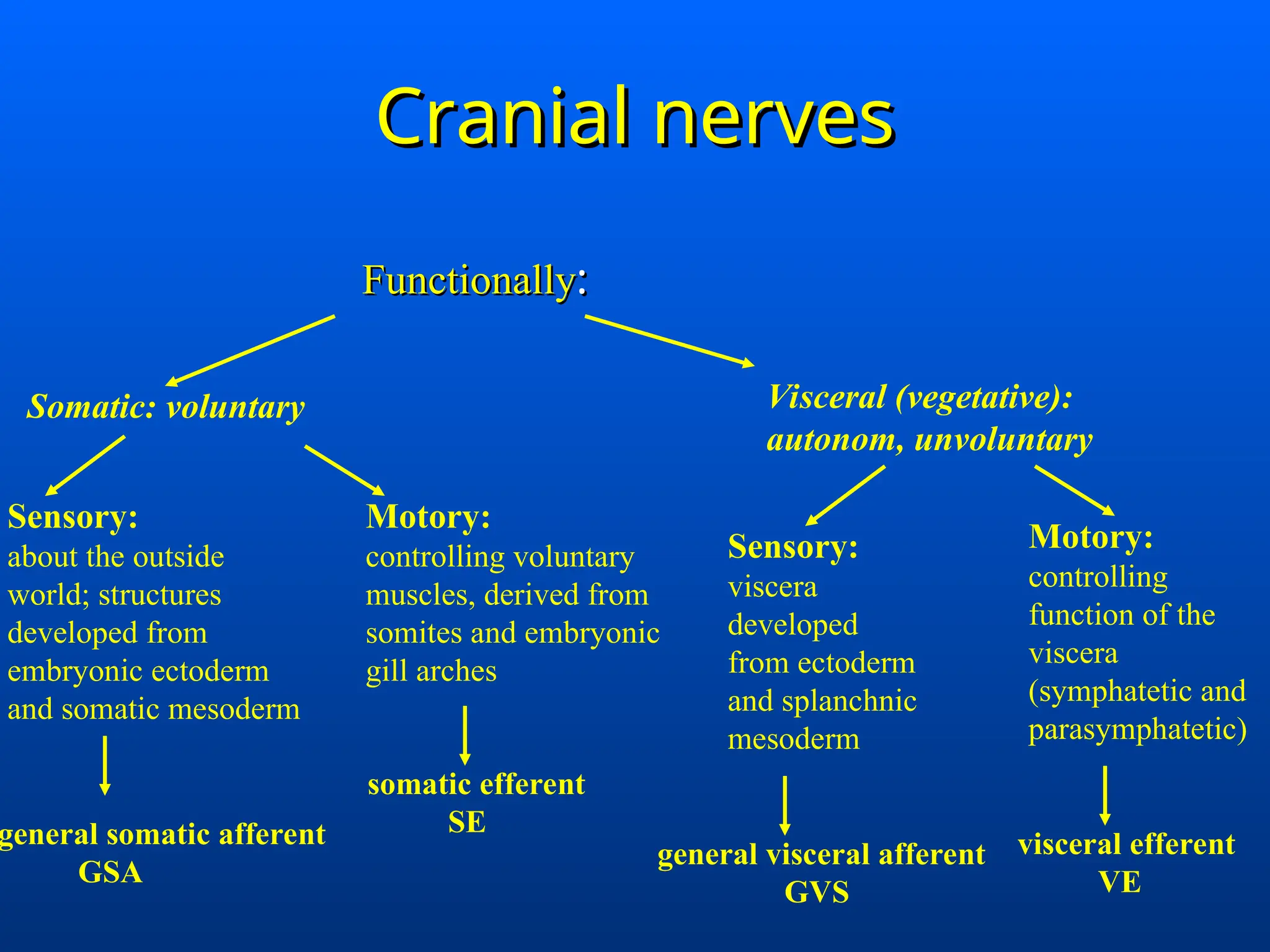 Cranial-nerves2011gyógytornász.p_usefuldocumtn pt | PPT