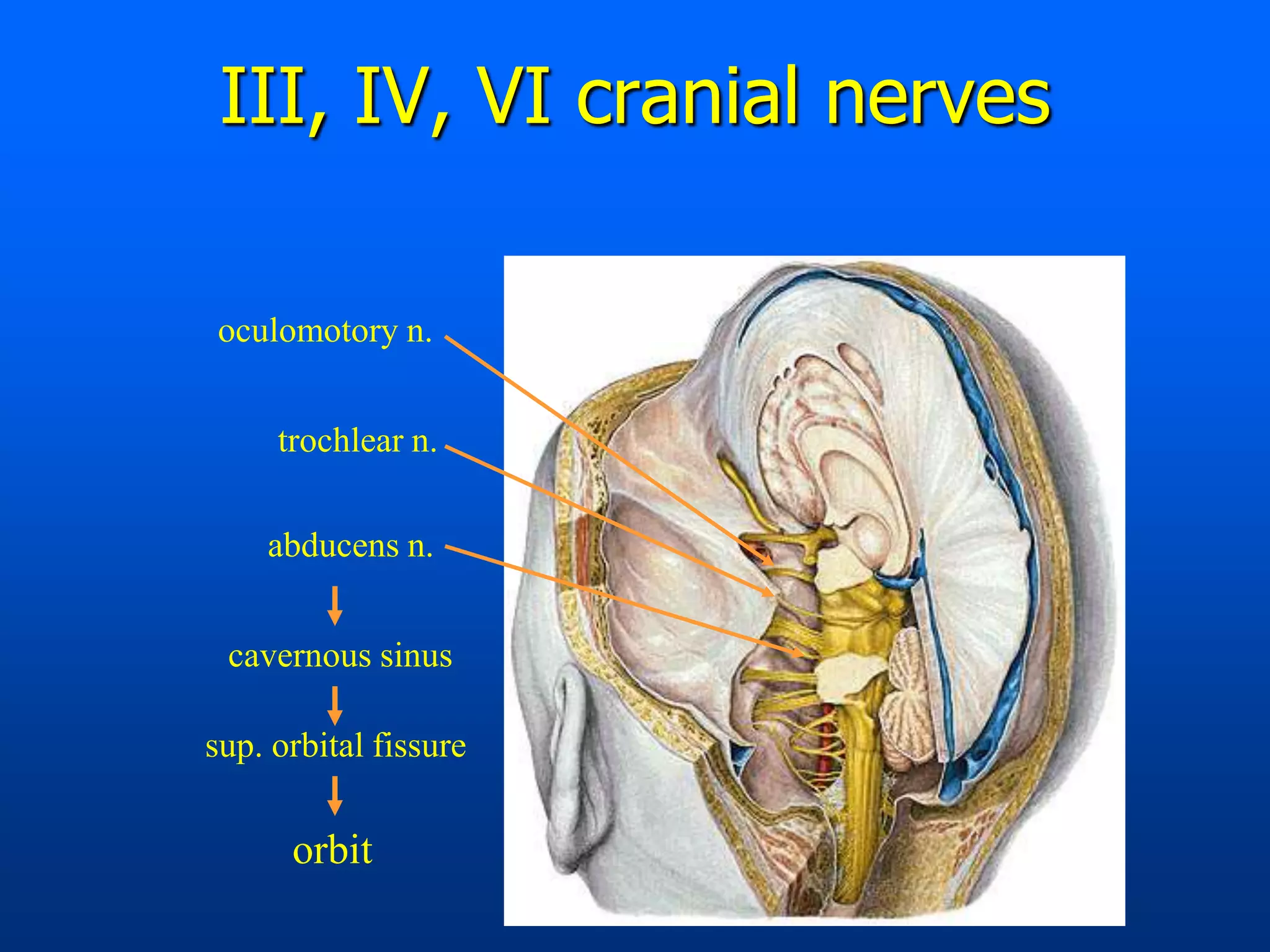 Cranial-nerves2011gyógytornász.ppt