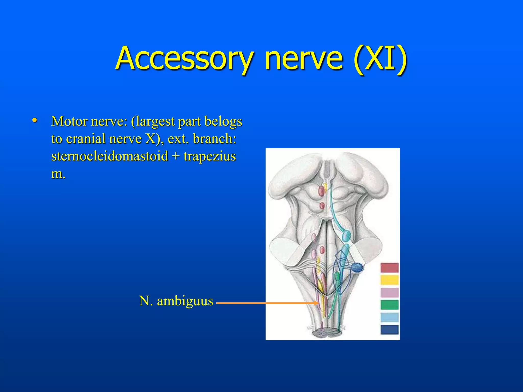 Cranial-nerves2011gyógytornász.ppt