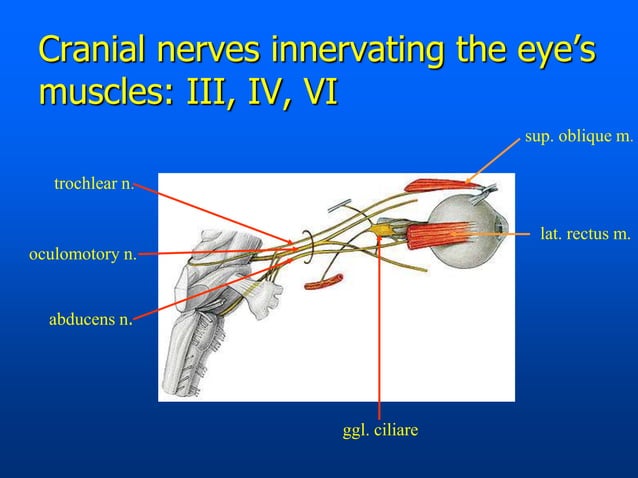 Cranial-nerves2011gyógytornász.ppt