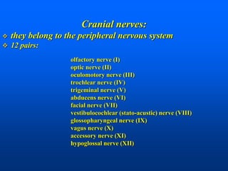 Cranial-nerves2011gyógytornász.ppt