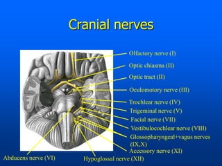 Cranial-nerves2011gyógytornász.ppt