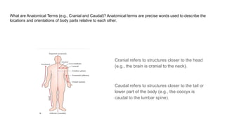 EXPLORING ANATOMICAL TERMS ABOUT CRANIAL AND CAUDAL | PPT