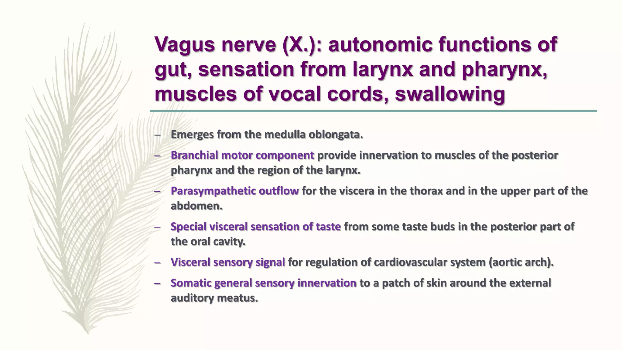 Cranial and spinal nerves | PPSX
