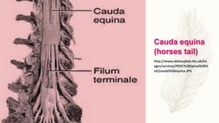 Cranial and spinal nerves | PPSX | Ear, Nose and Throat Conditions ...