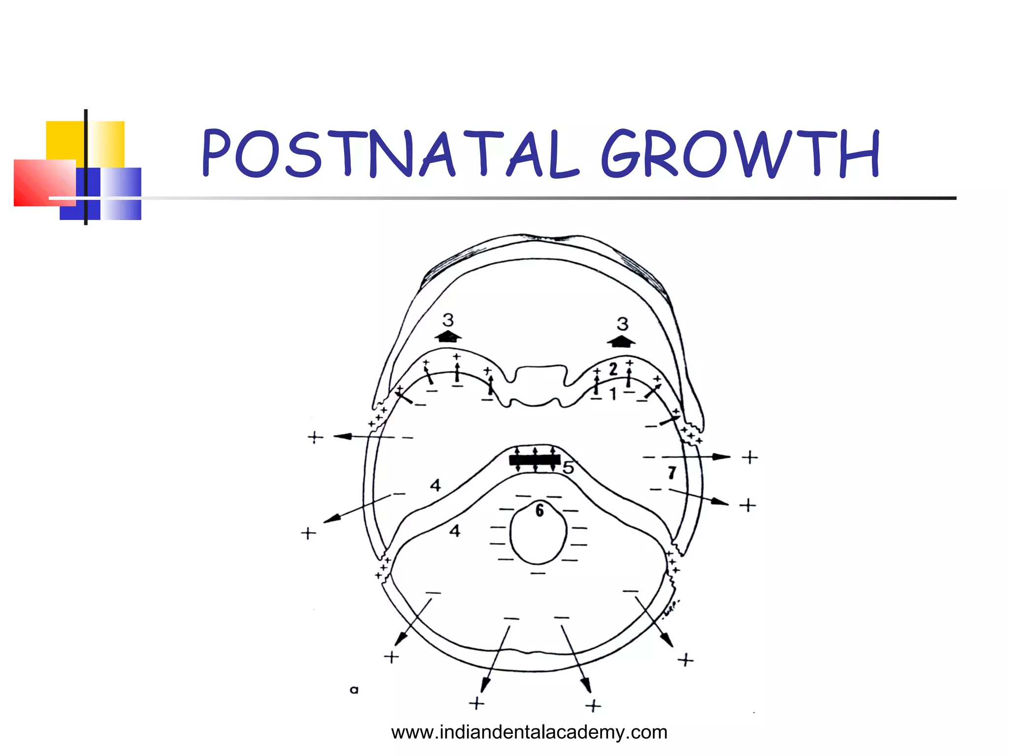 growth and development of Cranial base | PPT