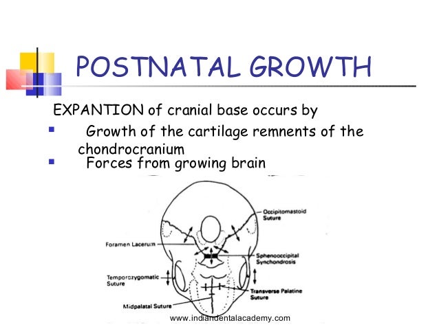 growth and development of Cranial base